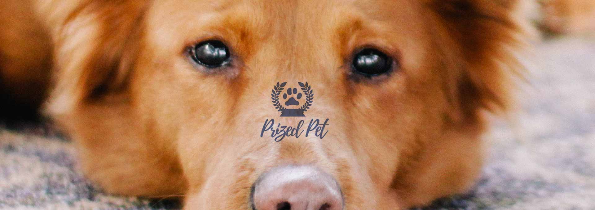 Save 10 Off With Our Prized Pet Coupons And Promo Codes Save 10 Off With Our Prized Pet Coupons And Promo Codes